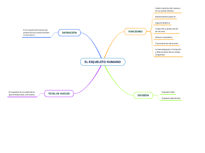 EL ESQUELETO HUMANO - Mind Map